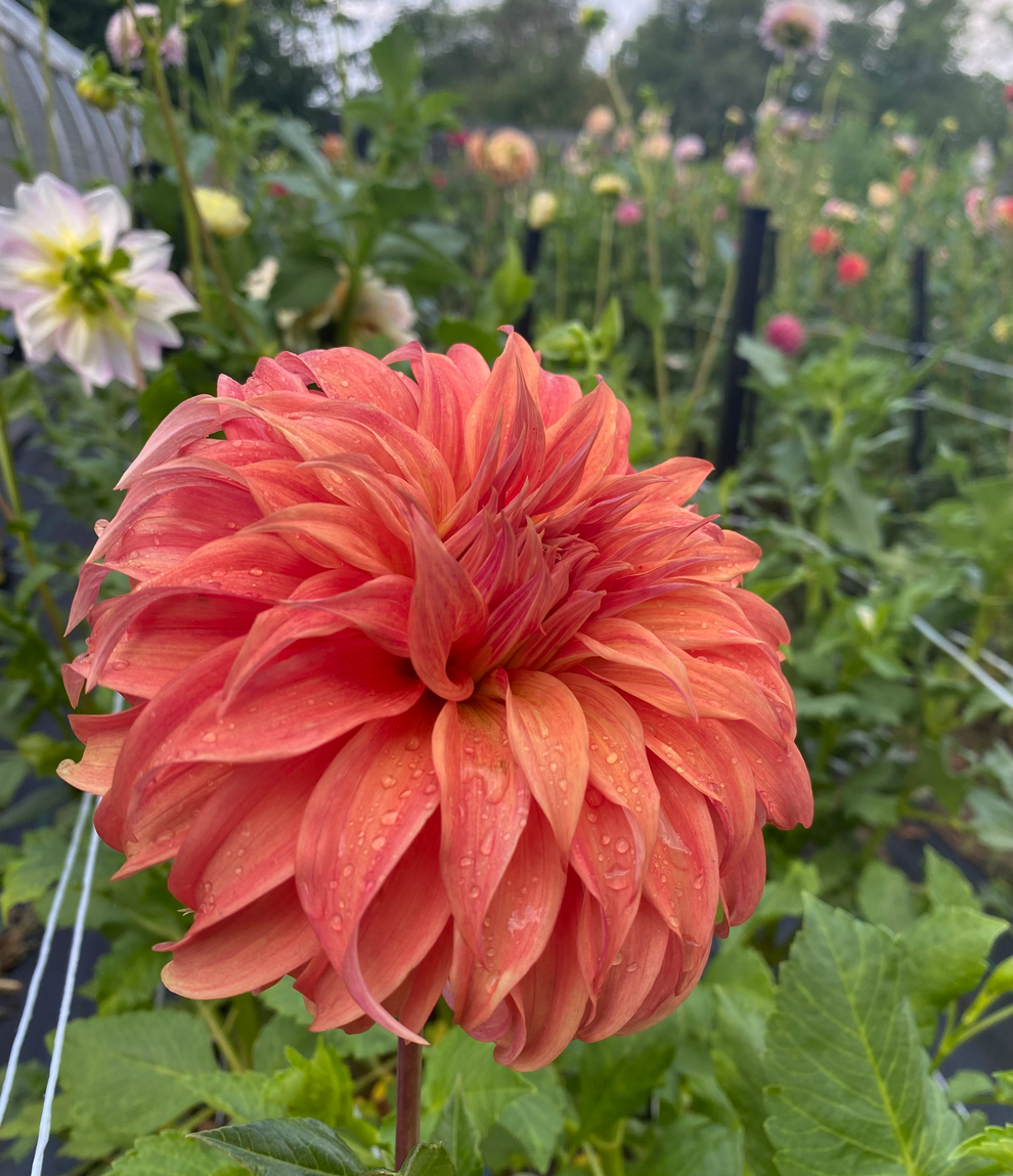 Bloomquist Jean - Tuber – The Big Bloom